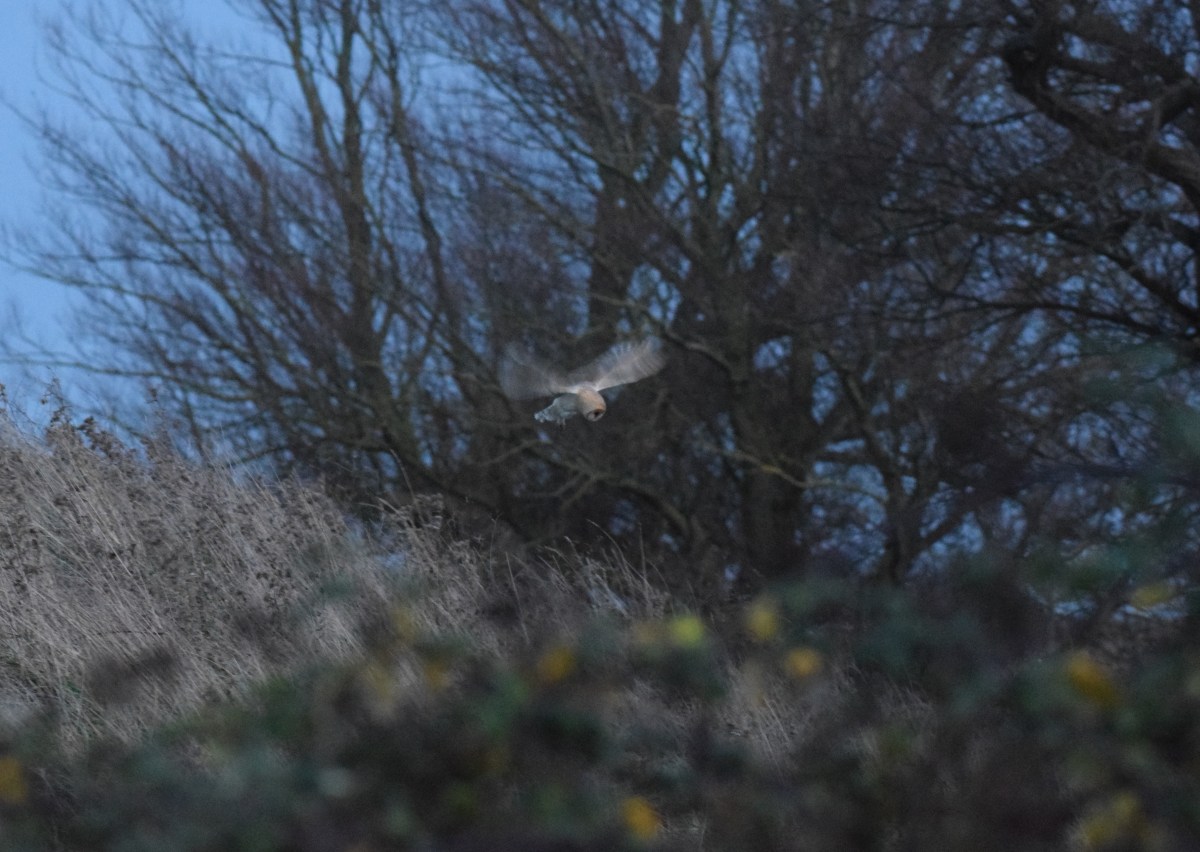 Ghosts of the Winter Marsh – Postcards from the English Outback