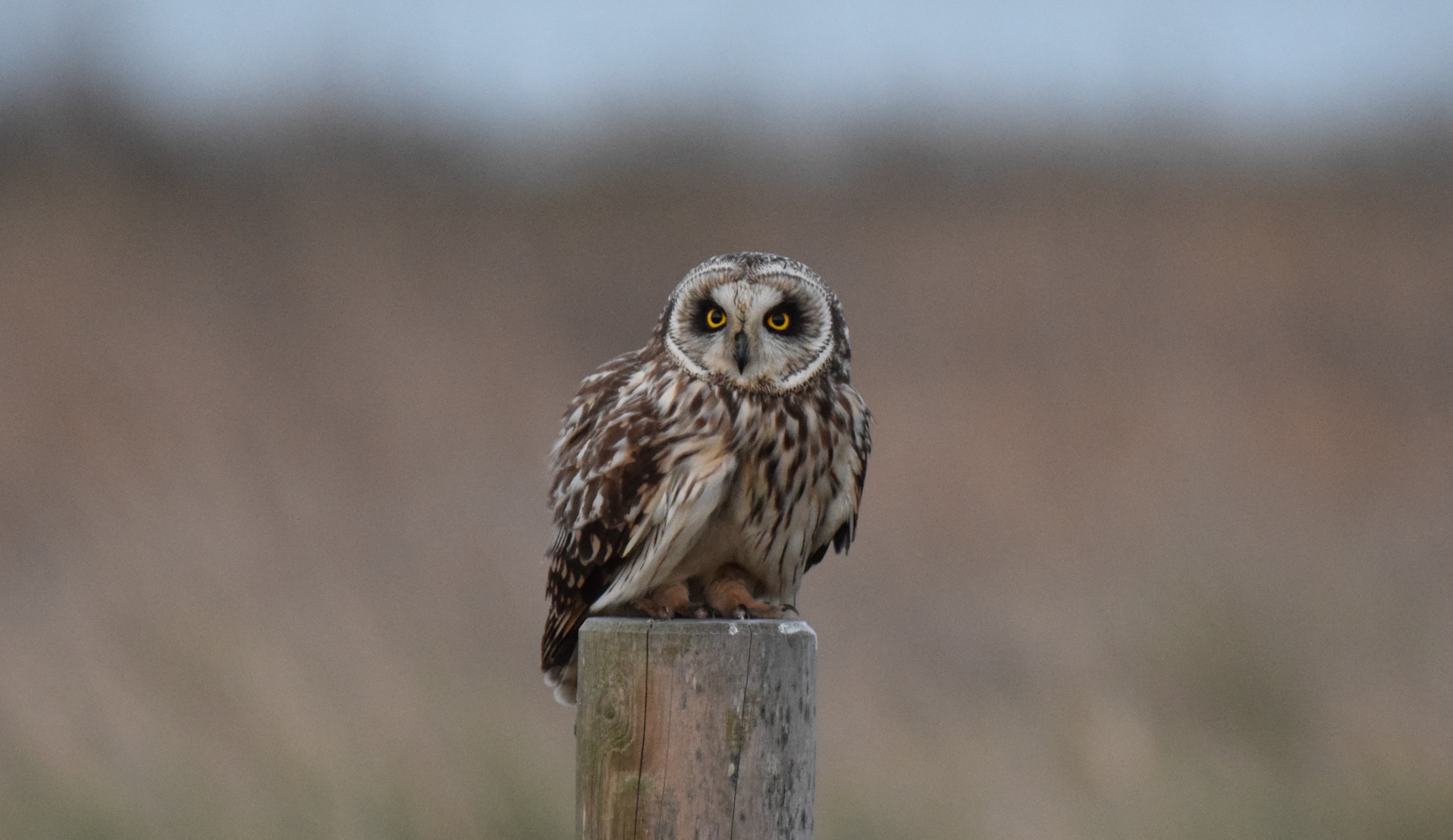 The Owl Unmasked – Postcards from the English Outback
